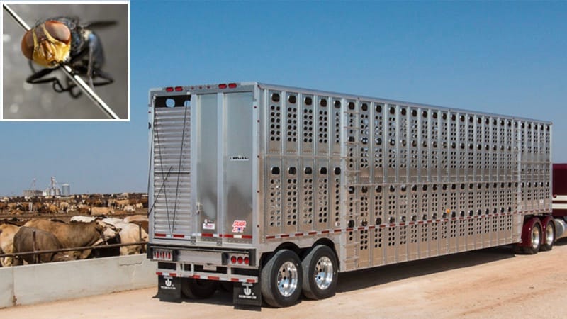 MDARD announces New World Screwworm movement restrictions, requirements ...