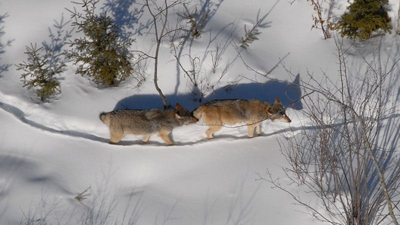 USFWS removes gray wolf from the endangered species list, management ...