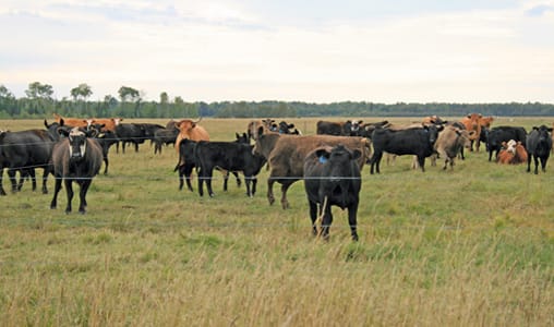 Spring into MAEAP - Michigan Farm News