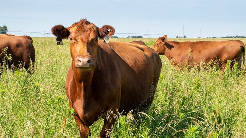 Be counted: USDA July Cattle report reinstated, but producer input is ...