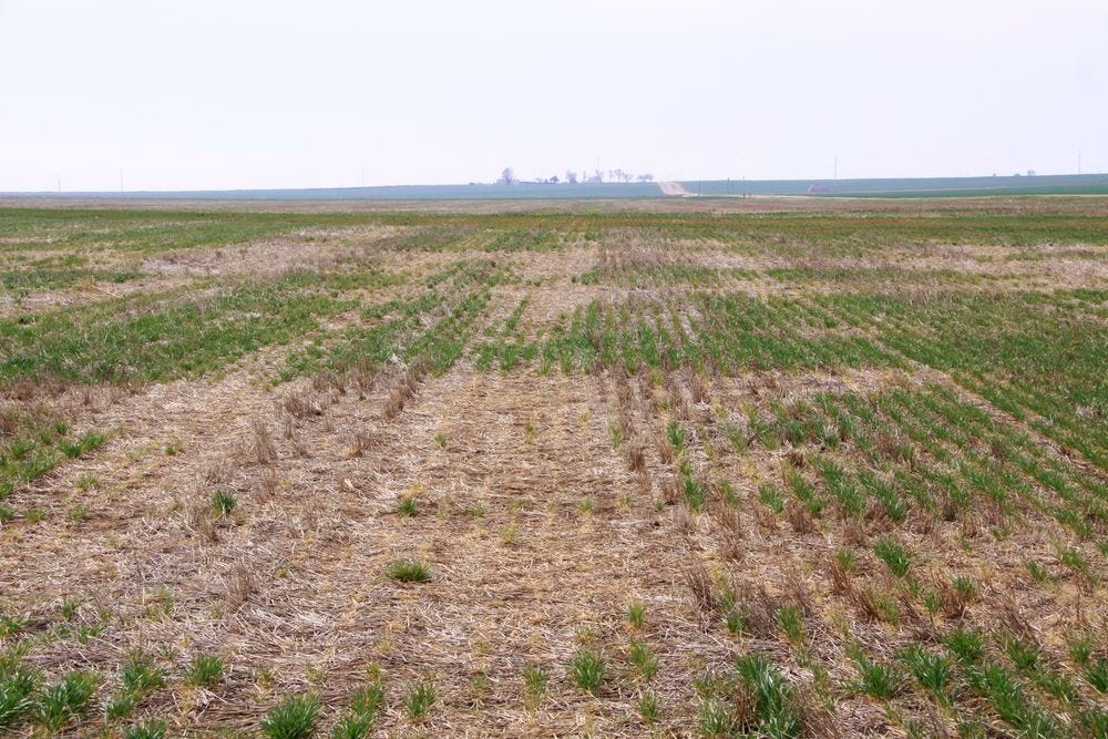 Wet fall harvest takes a toll on 2020 Michigan wheat acres - Michigan ...