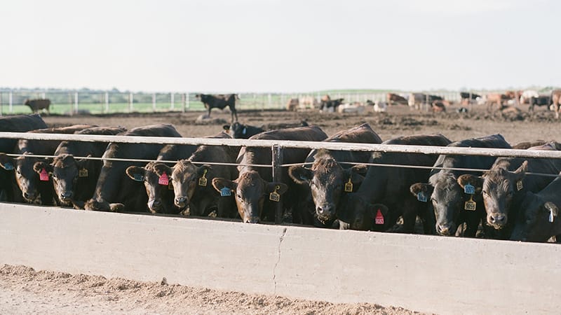 USDA announces phased reopening of Mexican cattle imports - Michigan ...