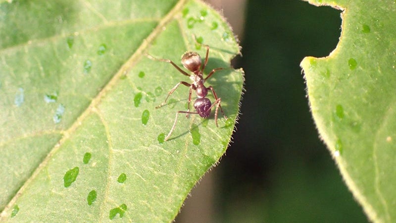 This insect may be a surprising ally in the fight against spotted ...