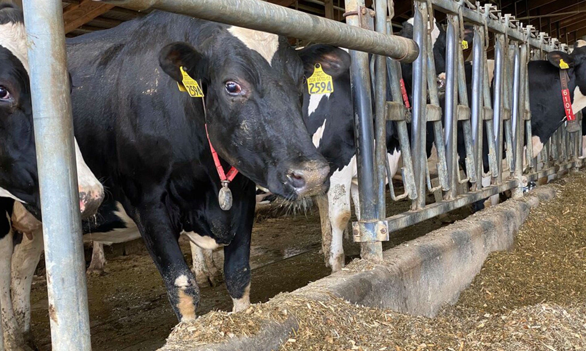 Michigan State University requests nominations for 2022 Dairy Farmer of ...