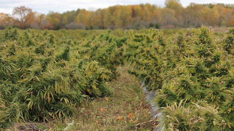 Industrial hemp industry to hold Sept. 13 education day - Michigan Farm ...