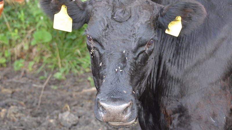 Scientists make major breakthrough in fight against 'pinkeye' in cattle ... Scientists make major breakthrough in fight against 'pinkeye' in cattle ...