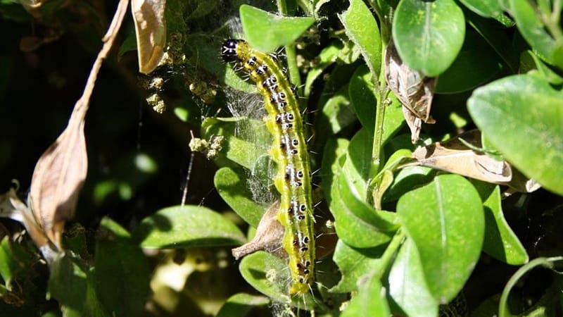 Invasive box tree moth confirmed in Lapeer County - Michigan Farm News