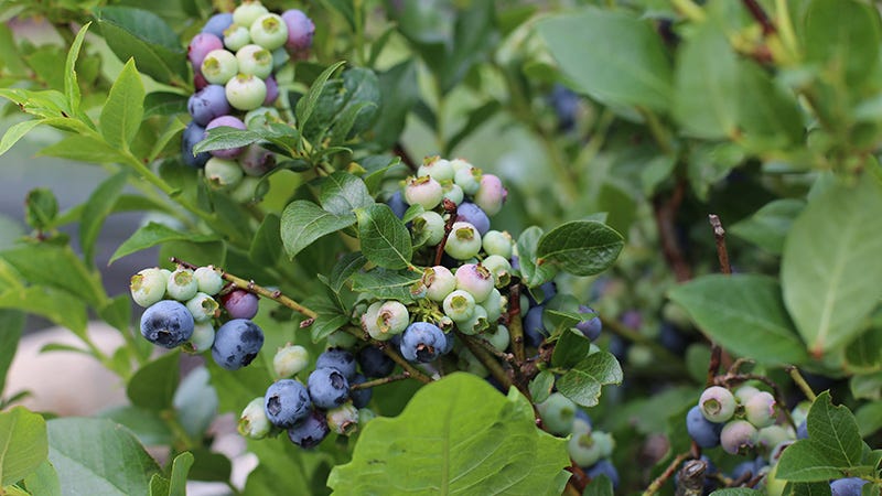 Farm Bureau members reappointed to blueberry commission - Michigan Farm ...