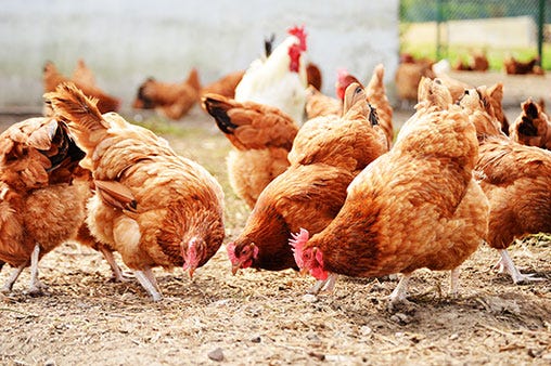 What's humane and inhumane for chickens? - Michigan Farm News