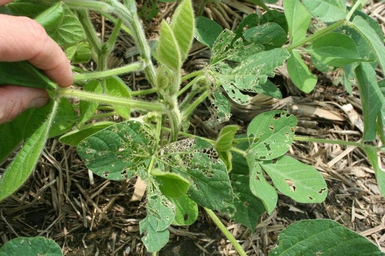 Serving up slugs for April 29 Field Crops Virtual Breakfast - Michigan ...