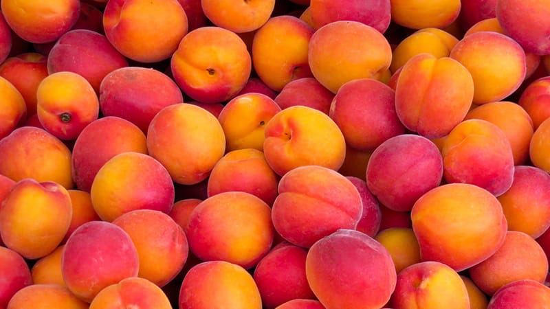 Virtual presentations to highlight peach research at MSU center ...