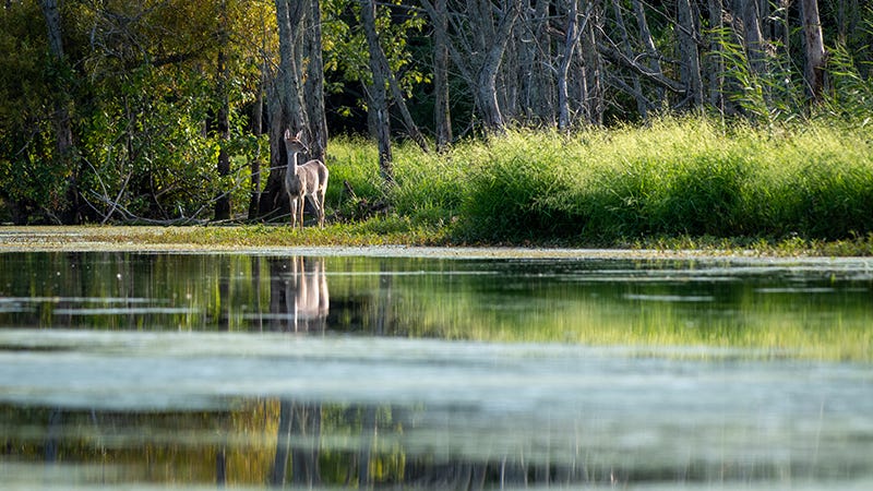 Deer harvest totals up in 2024-25; more is needed to stabilize deer ...