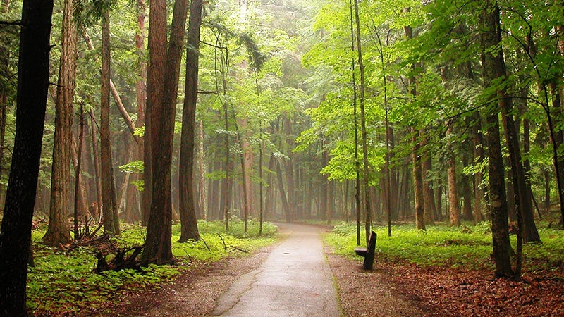 USDA Forest Service seeks public comment on definitions of old-growth ...