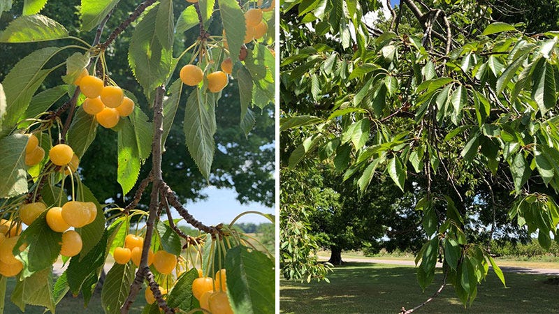 Fruit theft hits Three Rivers operation; family farm adjusting ...