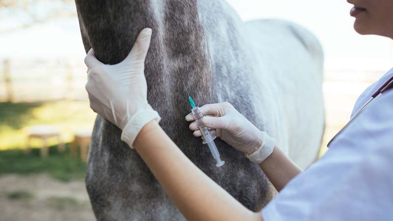 Staying ahead of equine influenza - Michigan Farm News