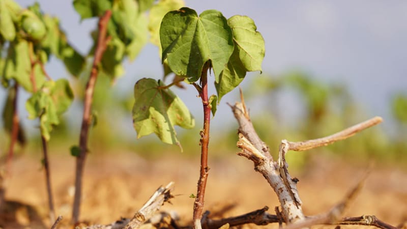 What to know about USDA's new $16B Supplemental Disaster Relief Program ...