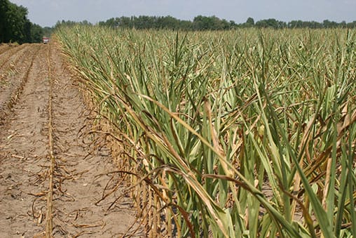 Michigan weather – from flash floods to flash droughts? - Michigan Farm ...