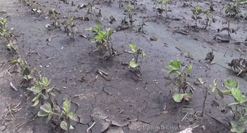 Isabella County floods decimate $21 million in crops - Michigan Farm News