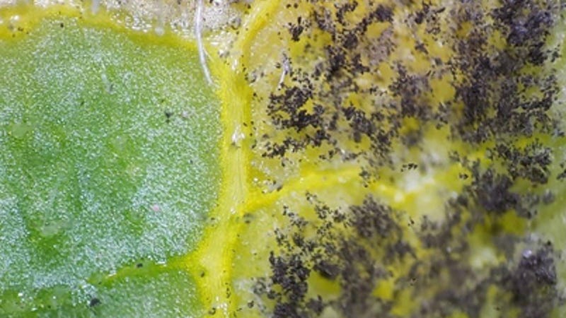 Early downy mildew detections prompt MSU warning to MI cucumber and ...