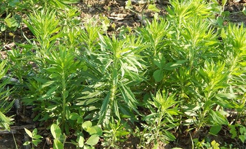 Zombie weeds are coming for America’s fields - Michigan Farm News