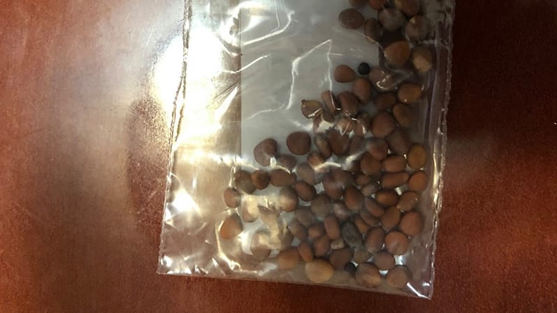 'Please take this matter seriously' — return of Chinese mystery seeds ...