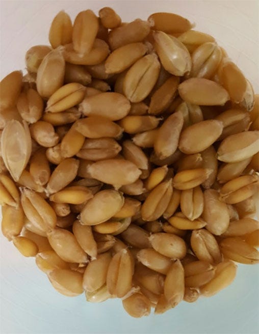 Watch for wheat sprouting, falling numbers test - Michigan Farm News