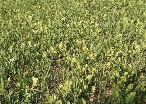 Cover crop choices on preventative plant and post-harvest wheat acres ...
