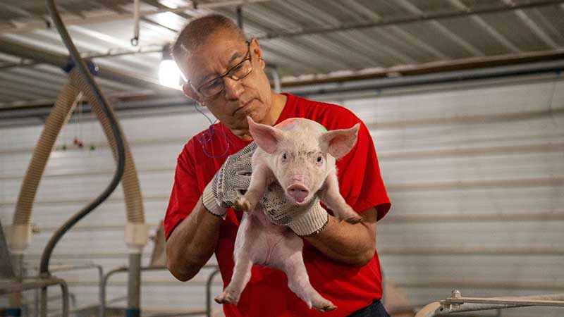 United States, Michigan hog inventory up slightly in 2023 - Michigan ...