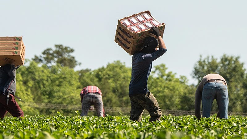 House Ag Committee offers its solutions to farm labor crisis - Michigan ...