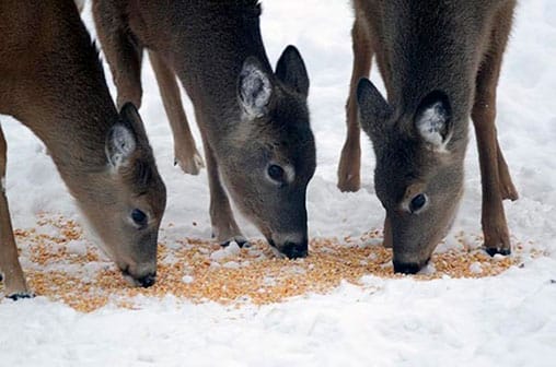 DNR issuing supplemental deer feeding permits in southern UP counties ...