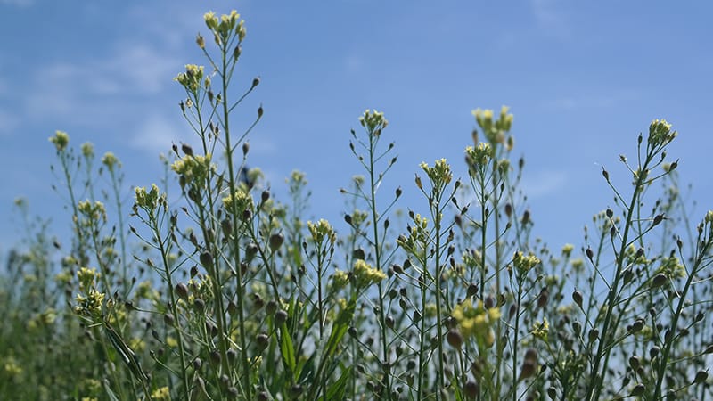Shell partnering with seed company on sustainable biofuel feedstocks ...