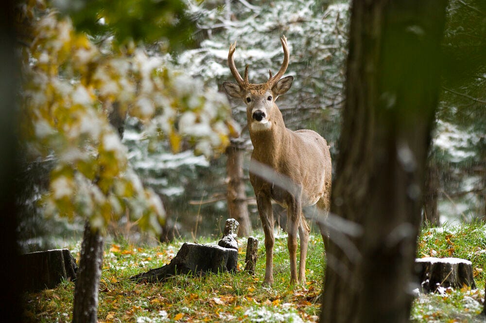DNR offers payments to landowners for Hunting Access Program - Michigan ...
