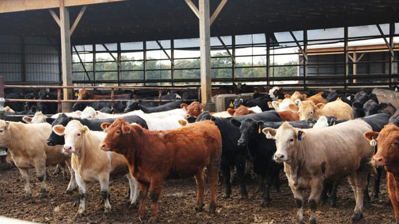 July 20 Hitching Post: let's 'meat' in the middle - Michigan Farm News