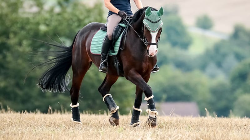 Horse Economics 101: Strong economy equals thriving equine economy ...