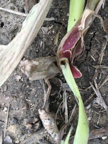 How to manage submerged corn, soybean fields - Michigan Farm News