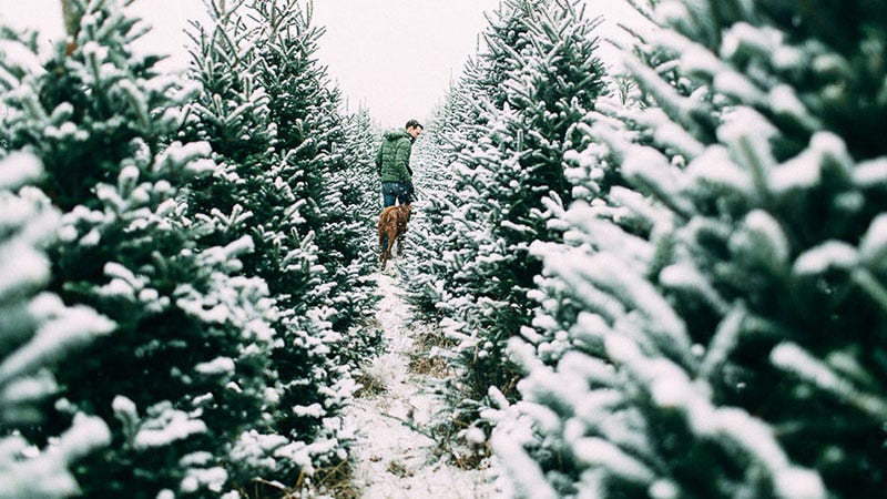 U.S. Christmas tree production and purchase trends show steady decline ...