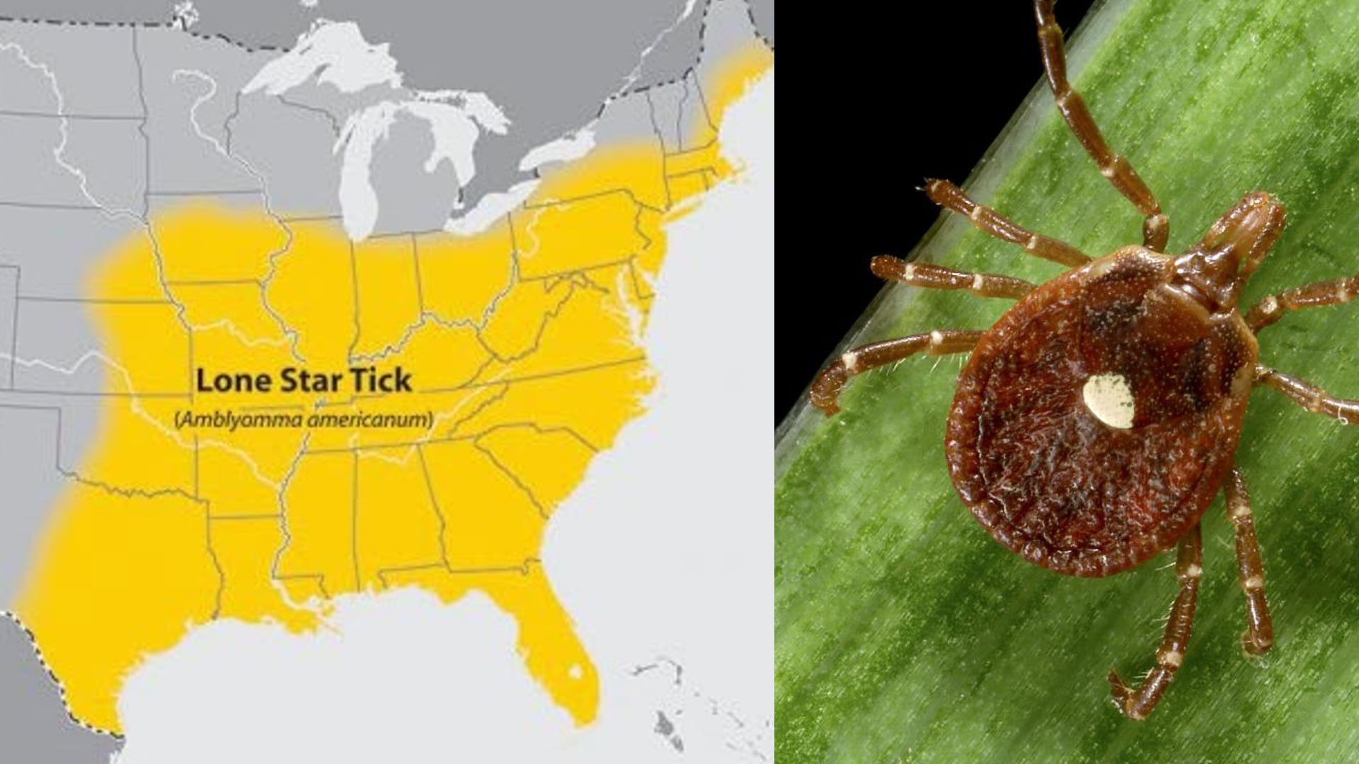 Mysterious meat allergy baffling doctors, says CDC - Michigan Farm News