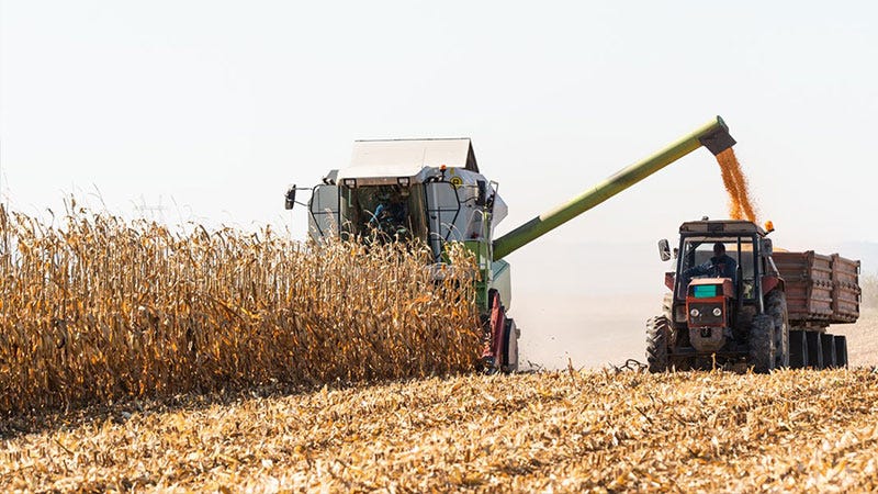 Good yields expected for Michigan corn, beans and sugarbeets - Michigan ...