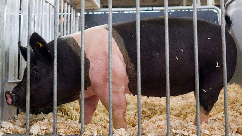 What to know about official identification for exhibition swine in 2021 ...