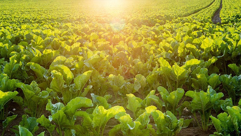 BASF announces expanded options, label updates for Provysol and Cevya ...