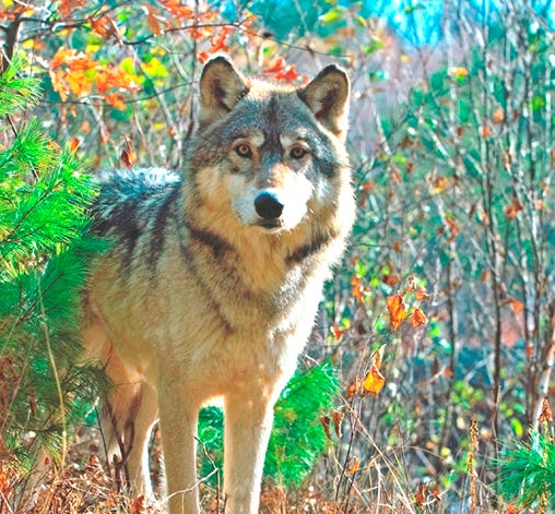 Gray wolf confirmed in northern Lower Peninsula - Michigan Farm News