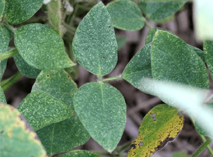 Spider mite spraying in Michigan field crops: Brand new cheat sheet ...