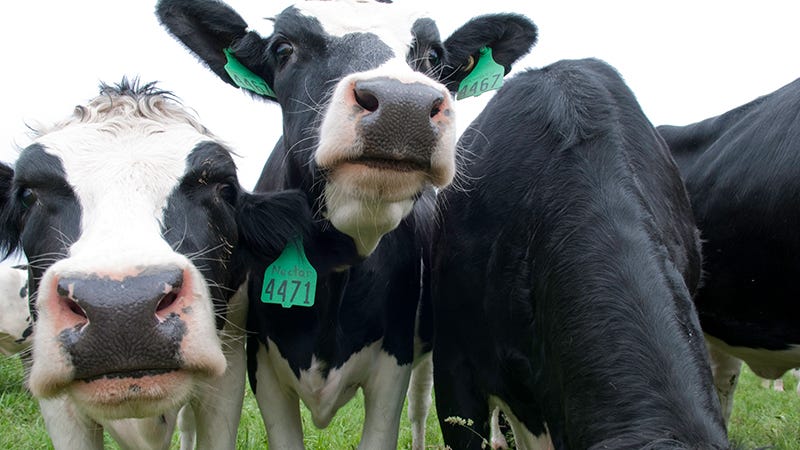 More than $2.3M to support Michigan animal agriculture research ...